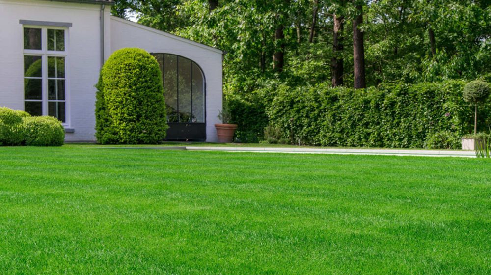 Quels sont les types de mélanges de gazon que vous pouvez choisir? - Dobbit