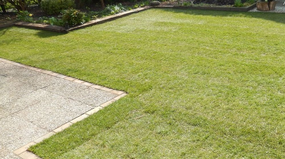 Quels sont les types de mélanges de gazon que vous pouvez choisir? - Dobbit