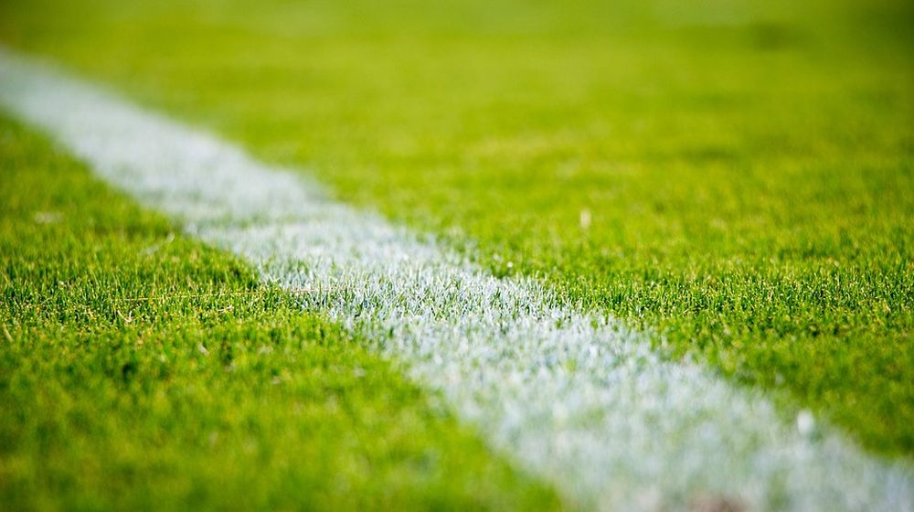 Quels sont les types de mélanges de gazon que vous pouvez choisir? - Dobbit