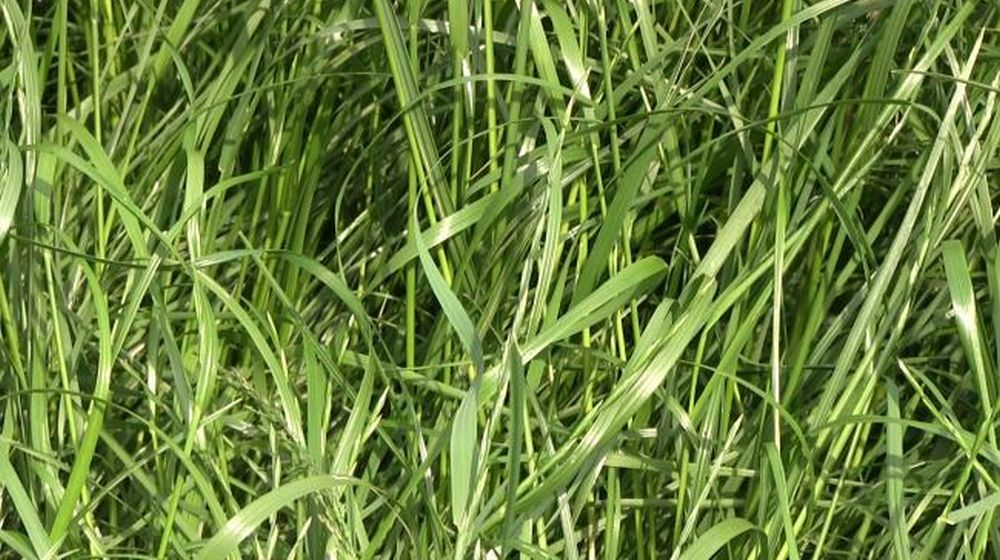 Quels sont les types de mélanges de gazon que vous pouvez choisir? - Dobbit