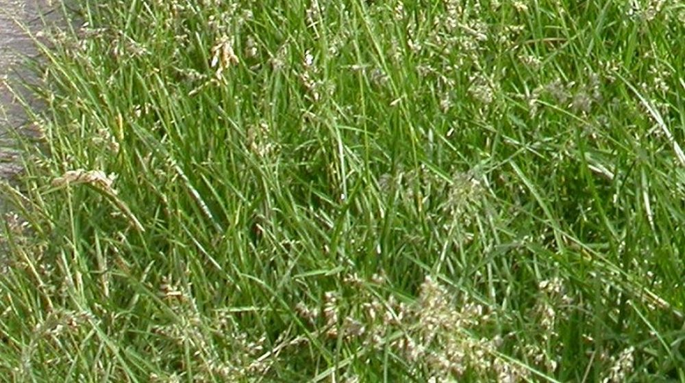 Quels sont les types de mélanges de gazon que vous pouvez choisir? - Dobbit