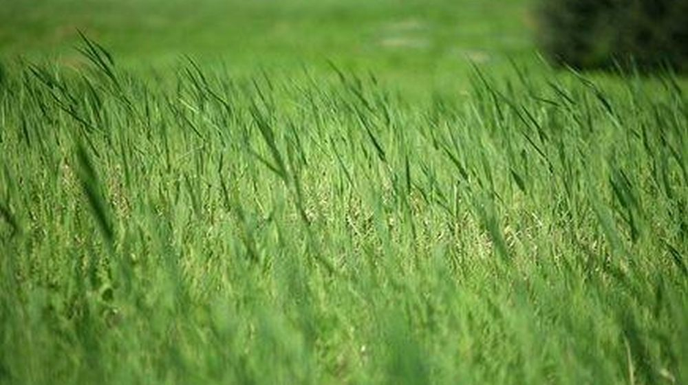 Quels sont les types de mélanges de gazon que vous pouvez choisir? - Dobbit