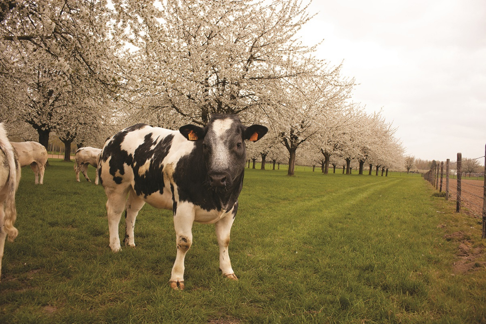 Le Haspengouw Beef: une exclusivité de Jo Herbots Meat products - Dobbit