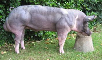 Des races porcines de qualité dopent les ventes - Dobbit