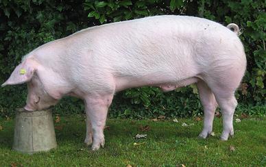 Des races porcines de qualité dopent les ventes - Dobbit