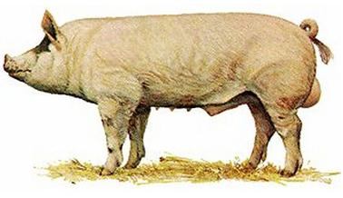 Des races porcines de qualité dopent les ventes - Dobbit