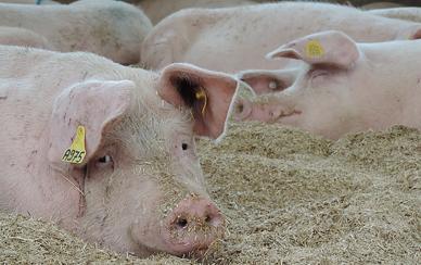 Des races porcines de qualité dopent les ventes - Dobbit